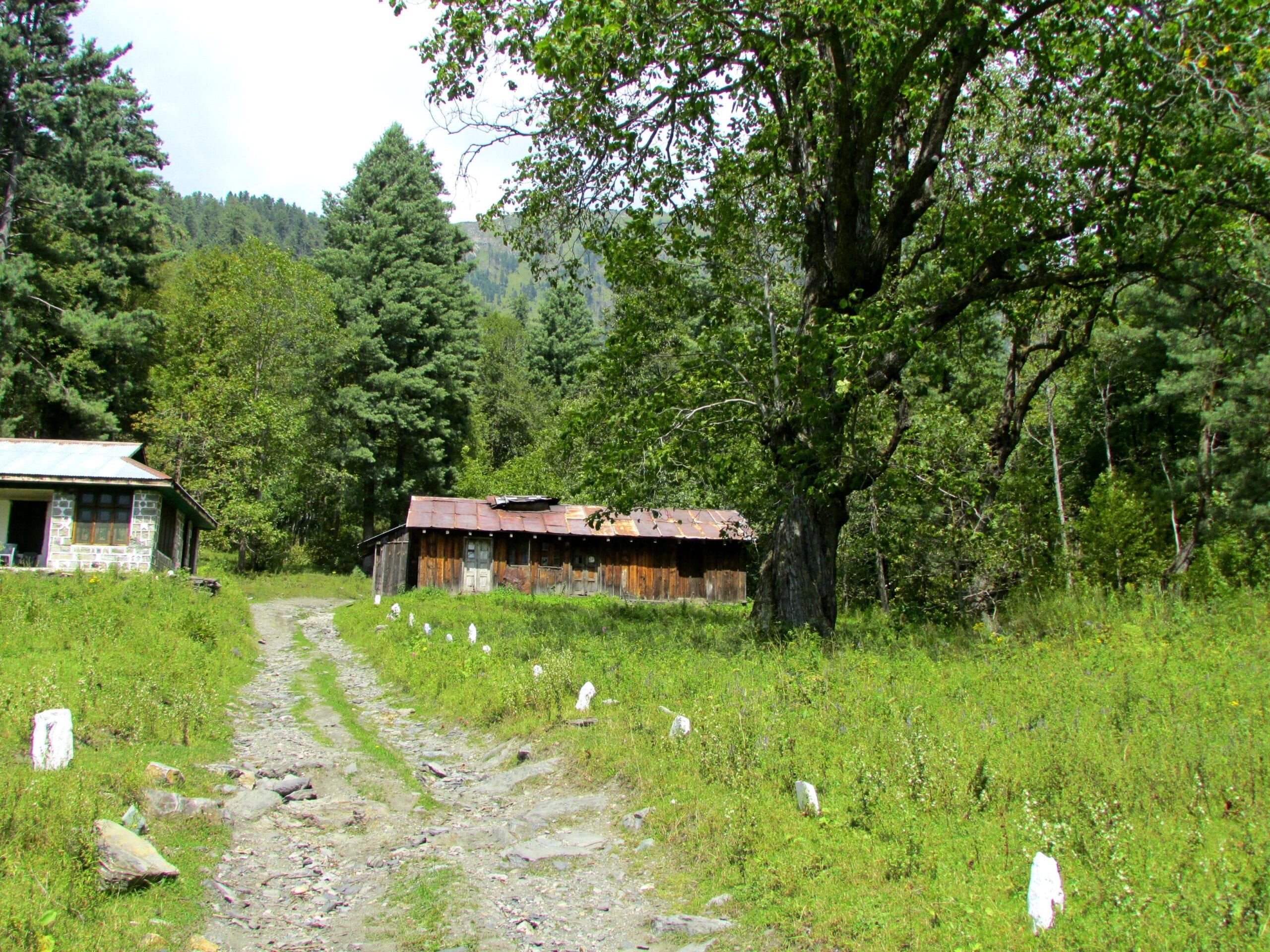 SHARAN FOREST: A WONDERFUL FOREST - Tripako